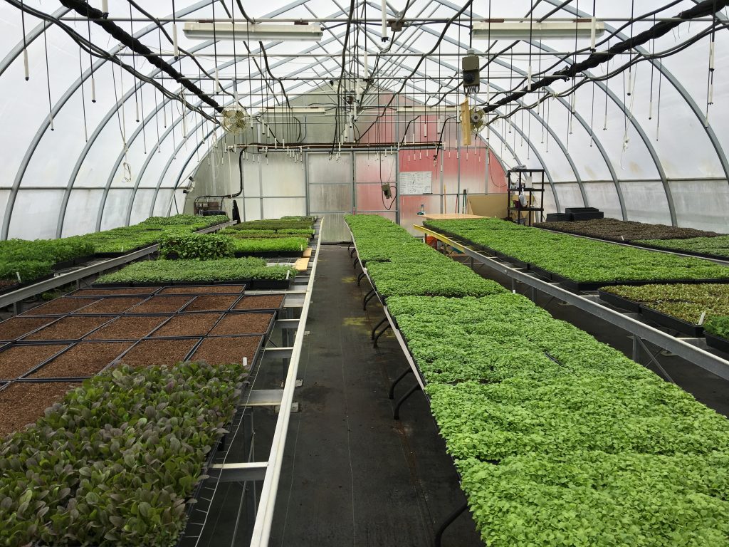 The Farm – Microgreens